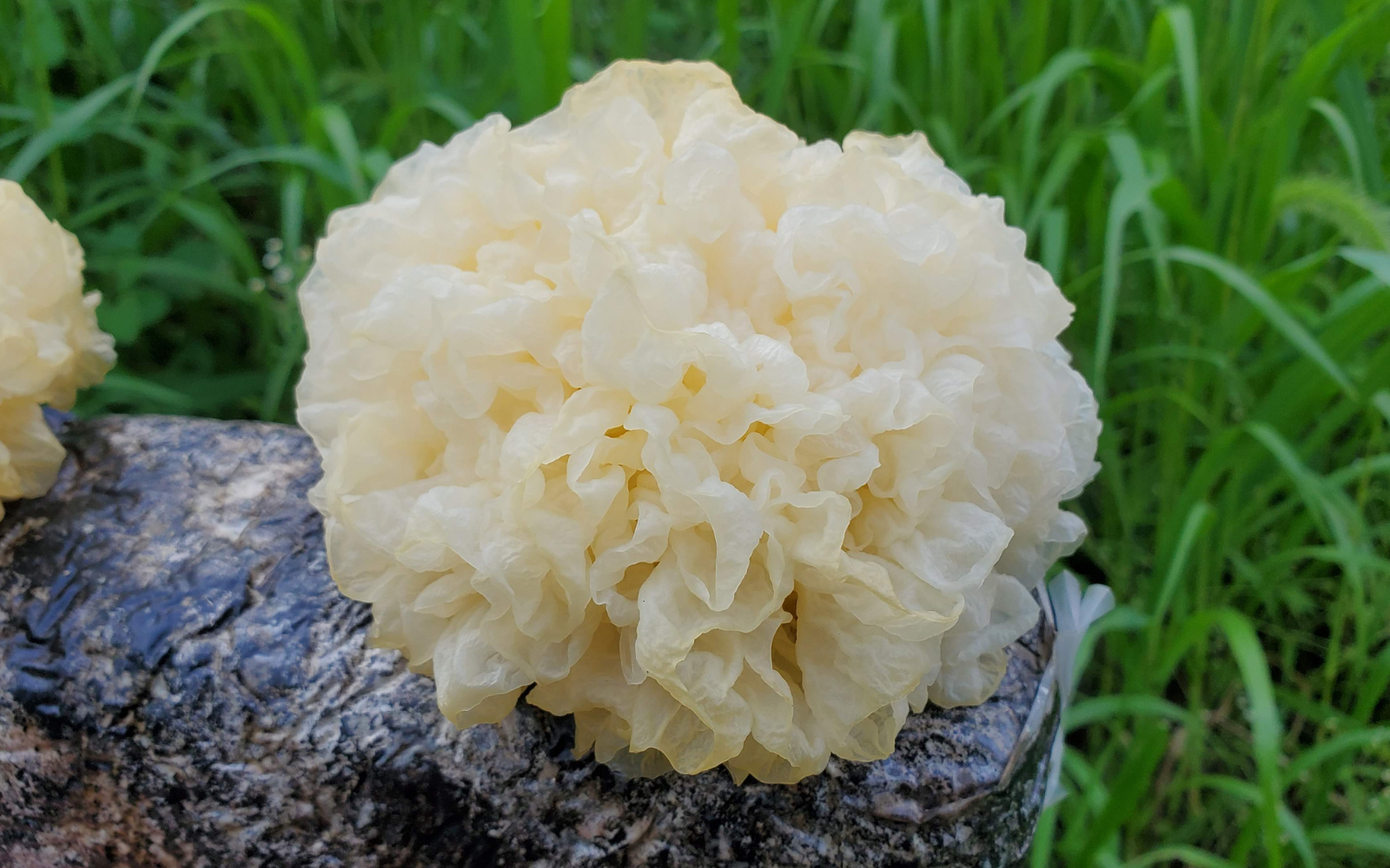 A Guide To Tremella Mushroom- FreshCap Mushrooms