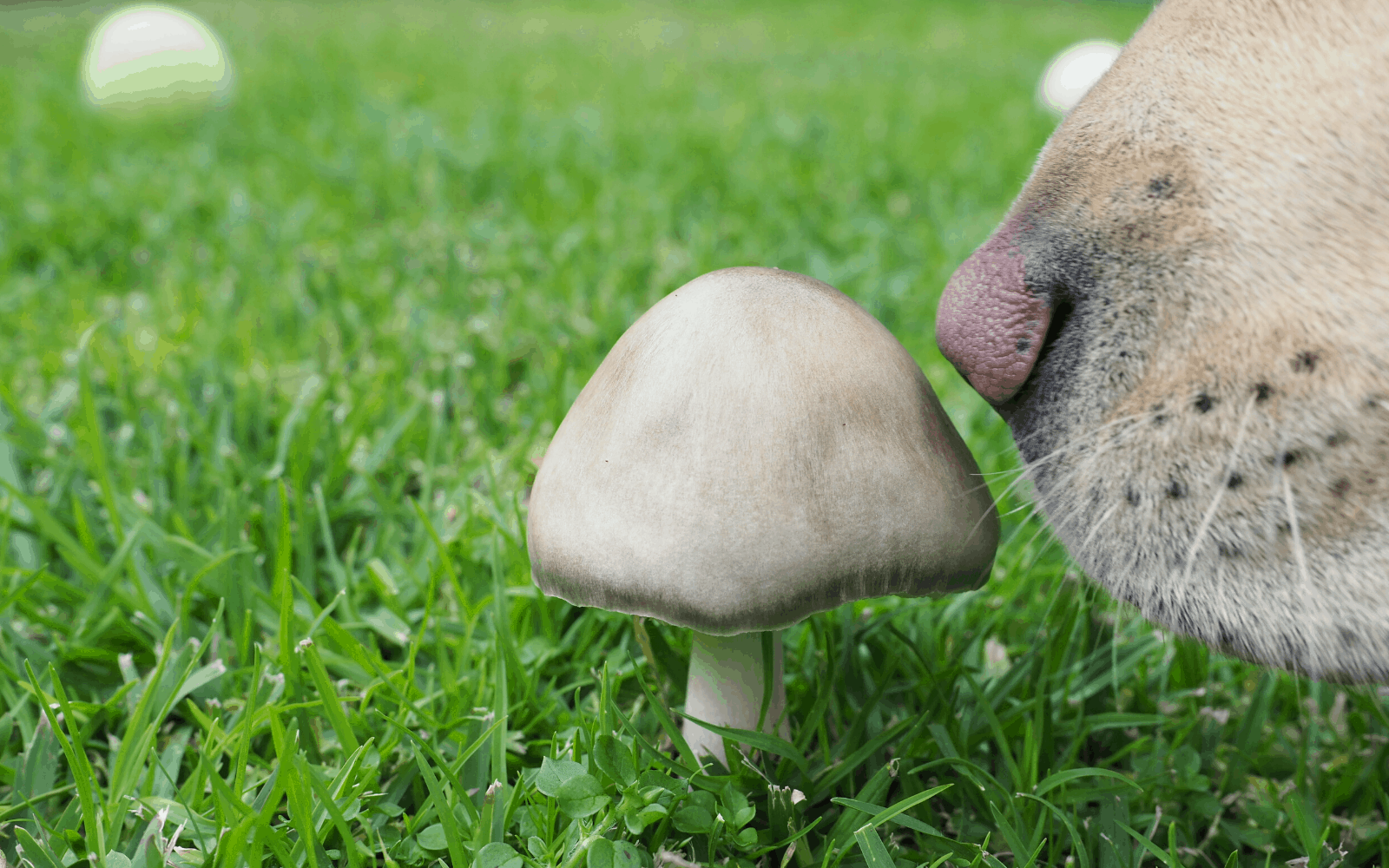 Everything You Need to Know About Choosing the Best Mushroom for Dogs ...