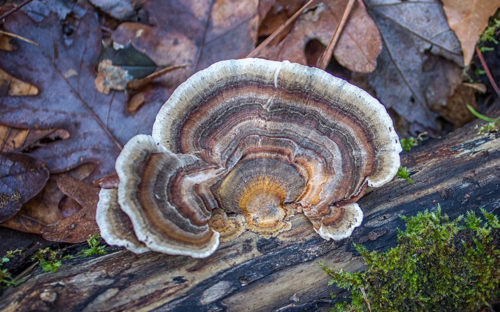 Complete Guide To Turkey Tail Mushroom (Trametes versicolor) - FreshCap ...