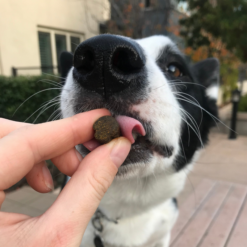 Shroomies® - Mushrooms For Dogs | Freshcap